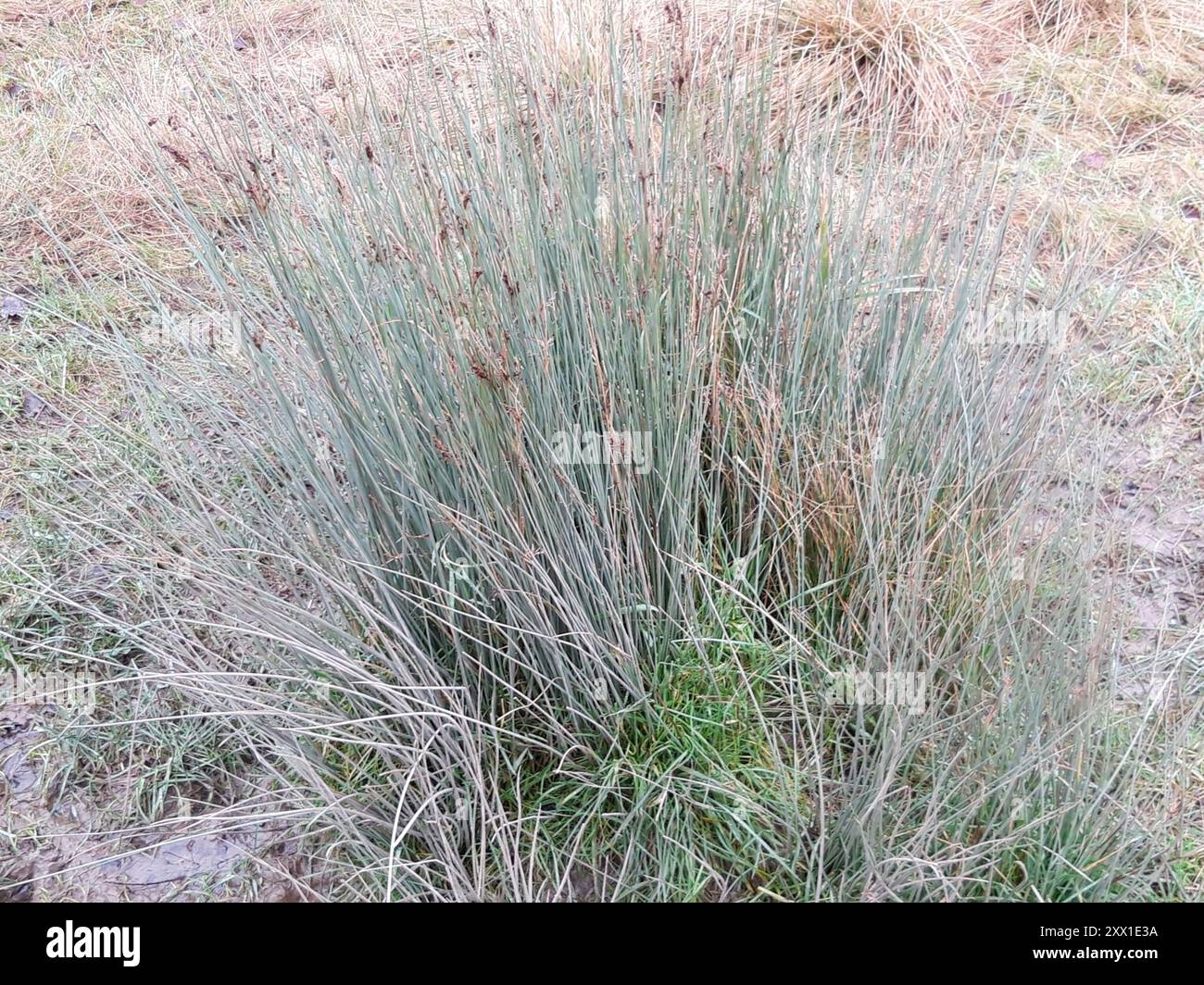 Hard Rush (Juncus inflexus) Plantae Stock Photo - Alamy