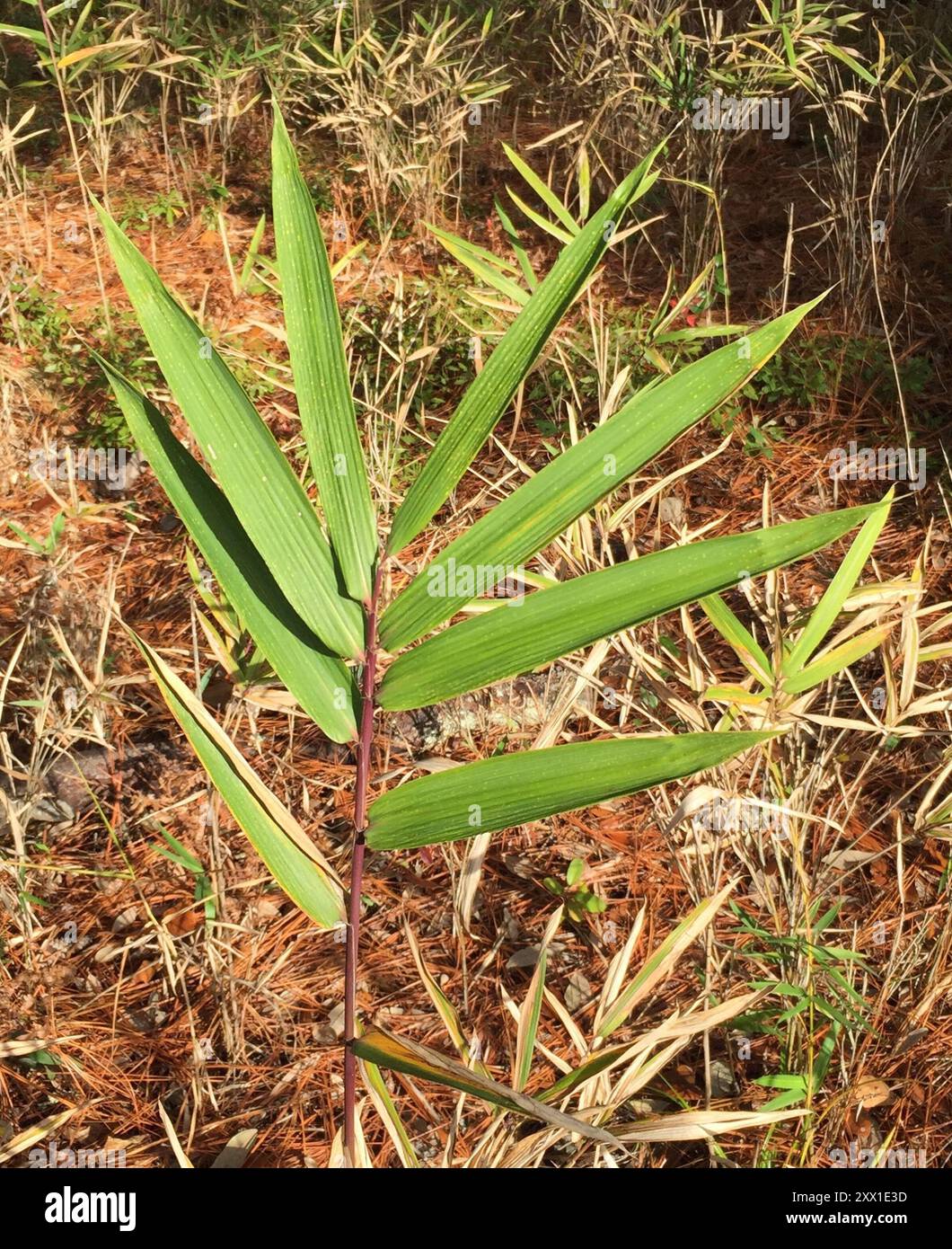 switch cane (Arundinaria tecta) Plantae Stock Photo - Alamy