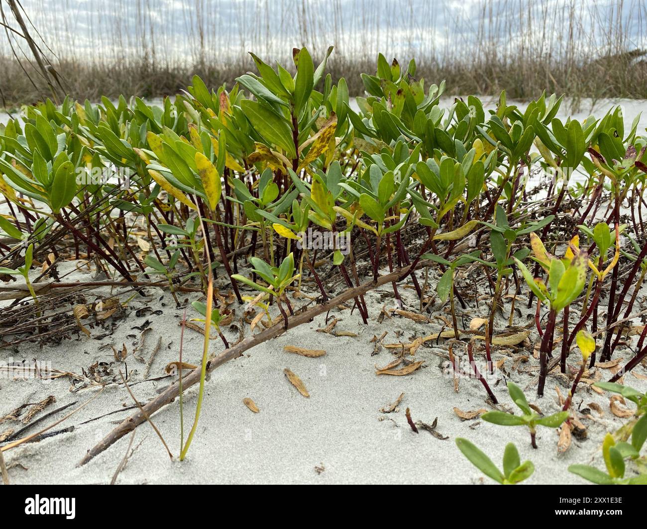 Dune Marsh-elder (Iva imbricata) Plantae Stock Photo - Alamy