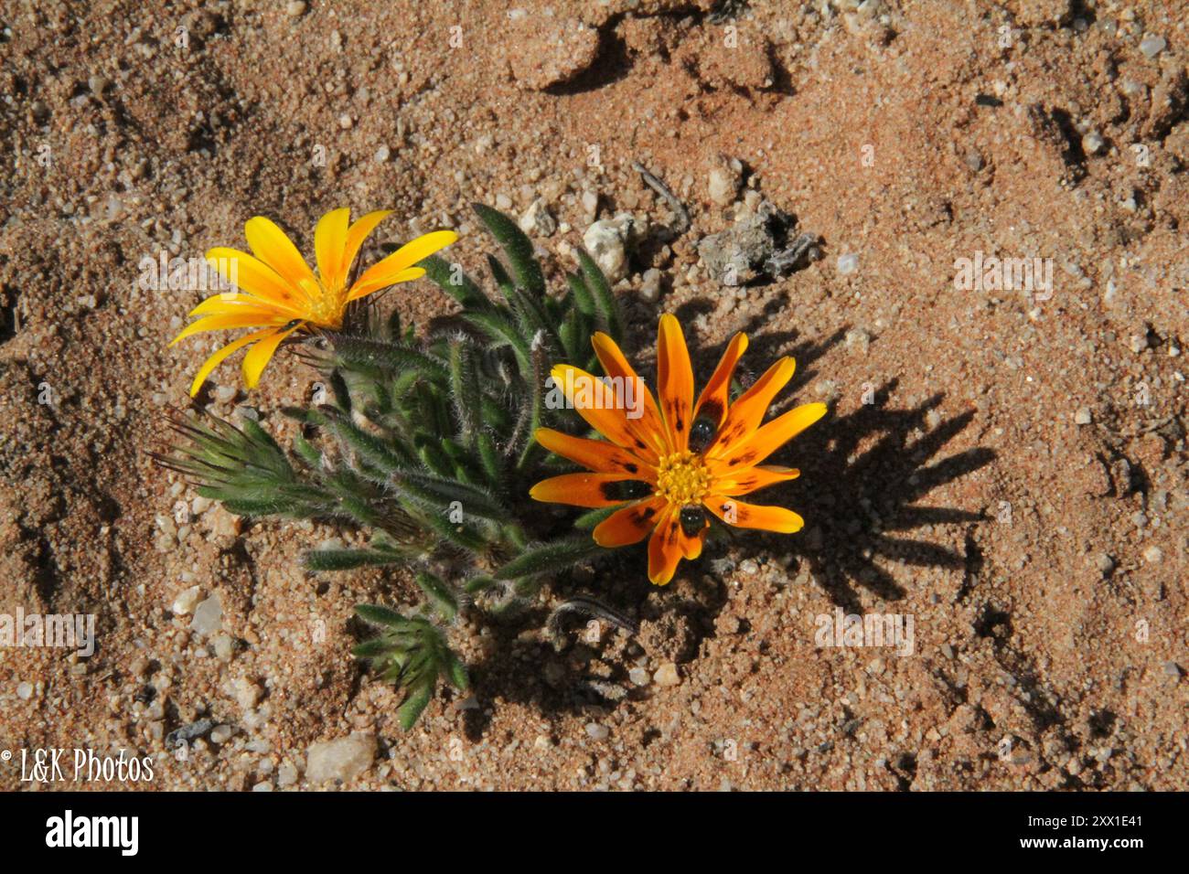 Beetle Daisy (Gorteria diffusa diffusa) Plantae Stock Photo - Alamy