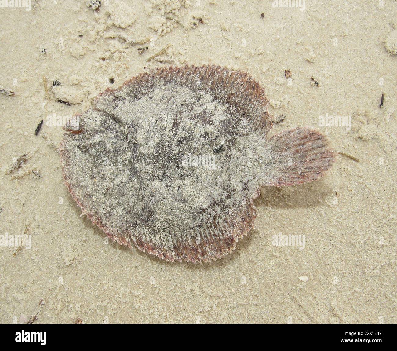 American Soles (Achiridae) Actinopterygii Stock Photo - Alamy