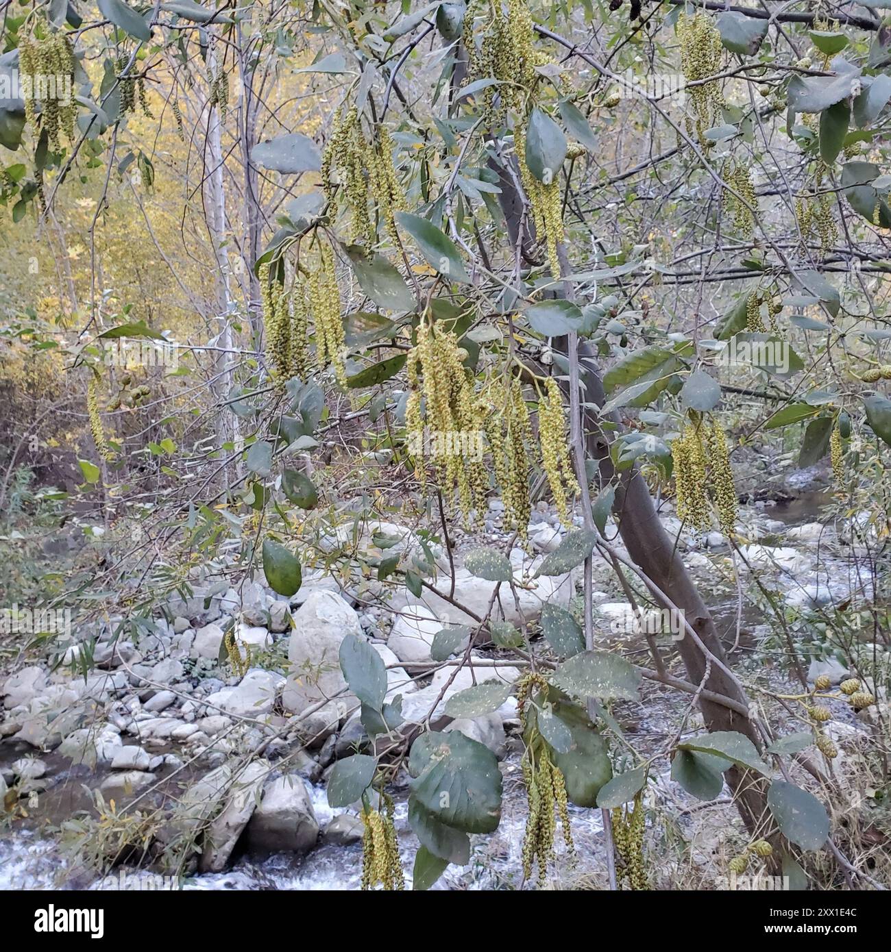 white alder (Alnus rhombifolia) Plantae Stock Photo - Alamy