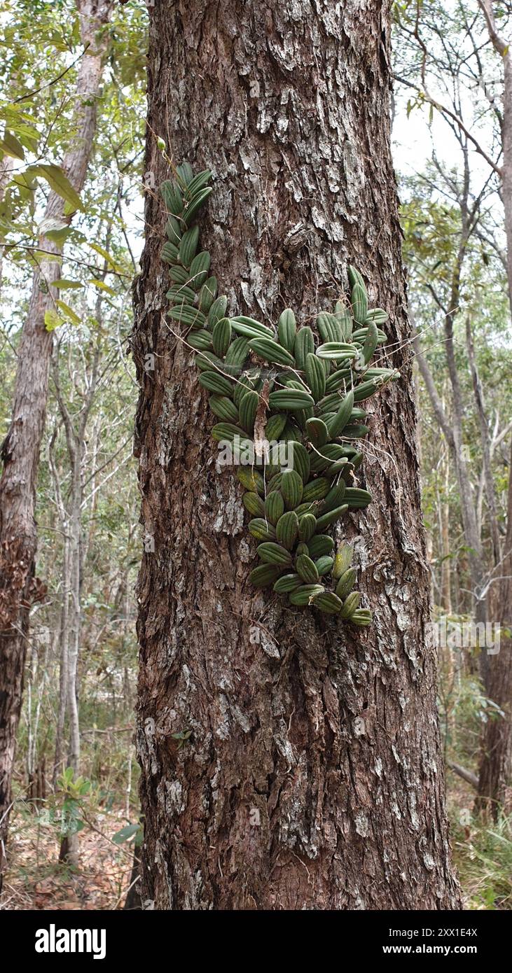 tongue orchid (Dendrobium linguiforme) Plantae Stock Photo - Alamy