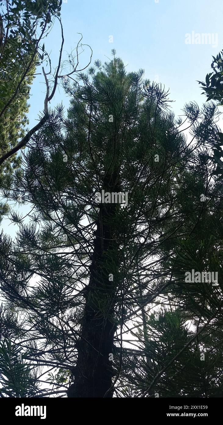 Cook pine (Araucaria columnaris) Plantae Stock Photo - Alamy