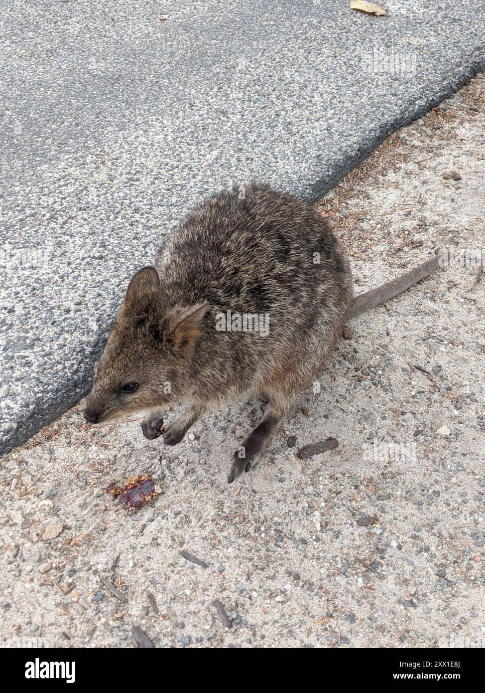 Quokka (Setonix brachyurus) Mammalia Stock Photo - Alamy