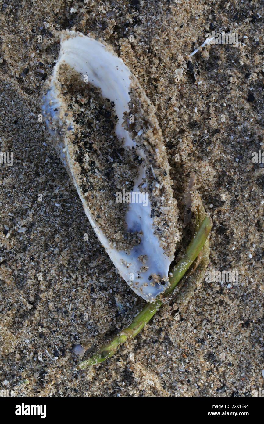 White Piddock (Barnea candida) Mollusca Stock Photo - Alamy
