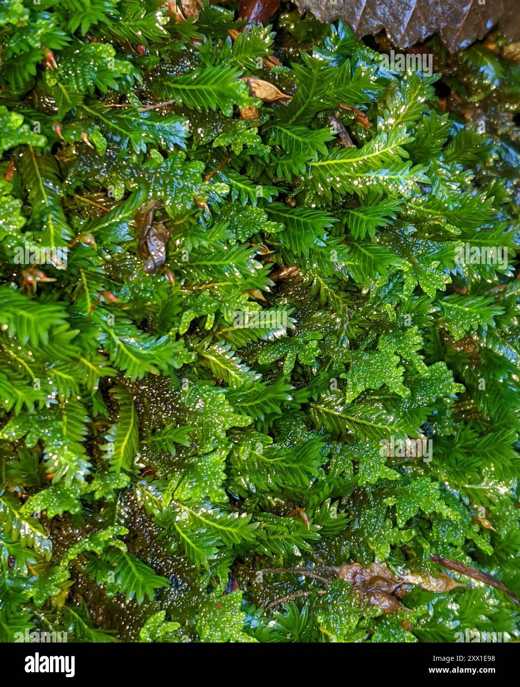 joint-toothed mosses (Bryopsida) Plantae Stock Photo - Alamy