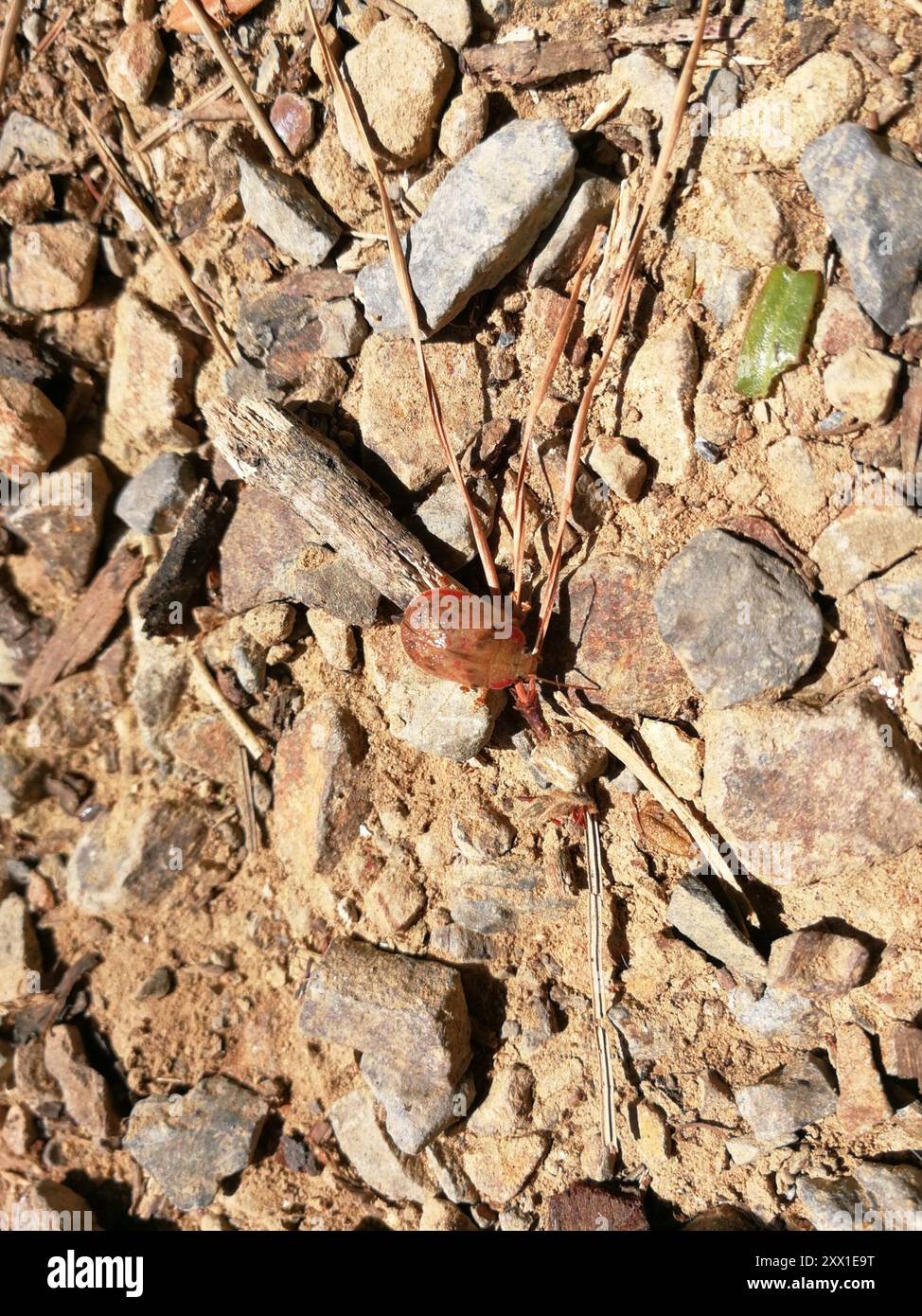 Eucalyptus Tortoise Beetle (Paropsis charybdis) Insecta Stock Photo - Alamy