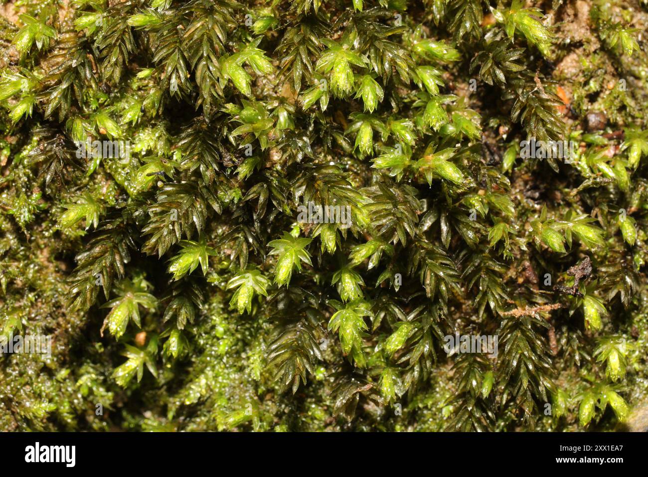 Horn Calcareous Moss (Mnium hornum) Plantae Stock Photo - Alamy