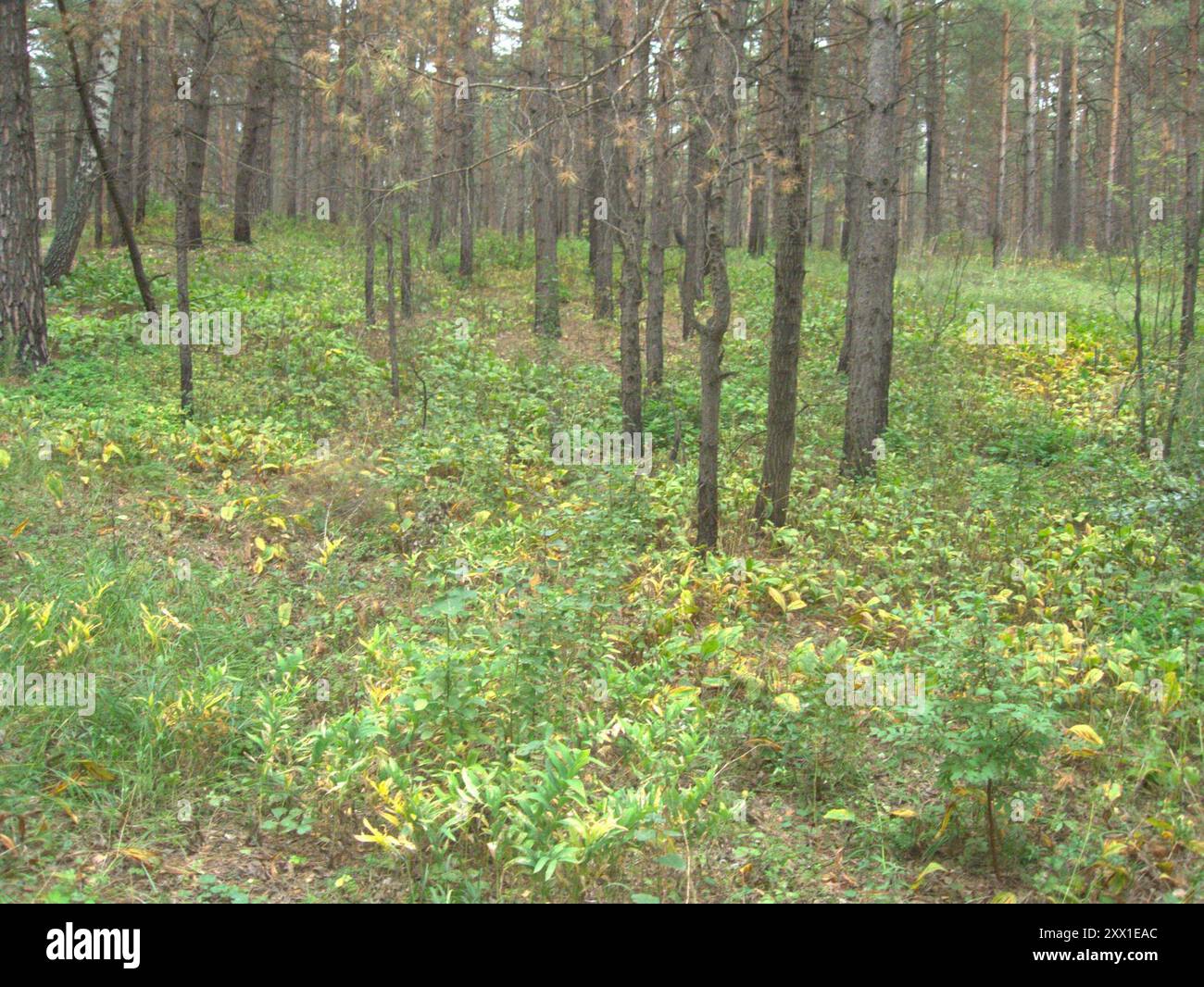 European aspen (Populus tremula) Plantae Stock Photo - Alamy