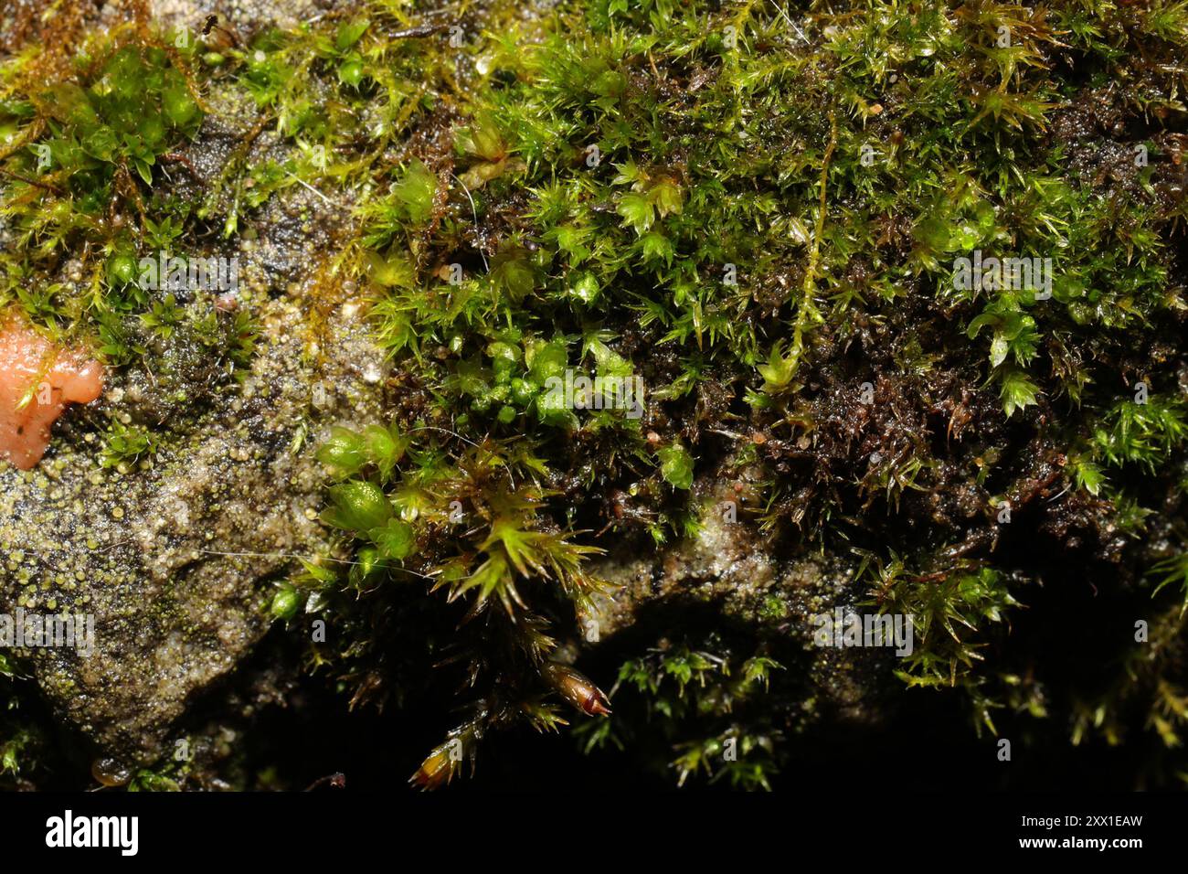 Capillary Thread-moss (Ptychostomum capillare) Plantae Stock Photo - Alamy