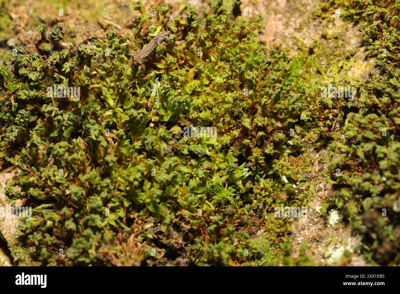 Water Screw-moss (Syntrichia latifolia) Plantae Stock Photo - Alamy