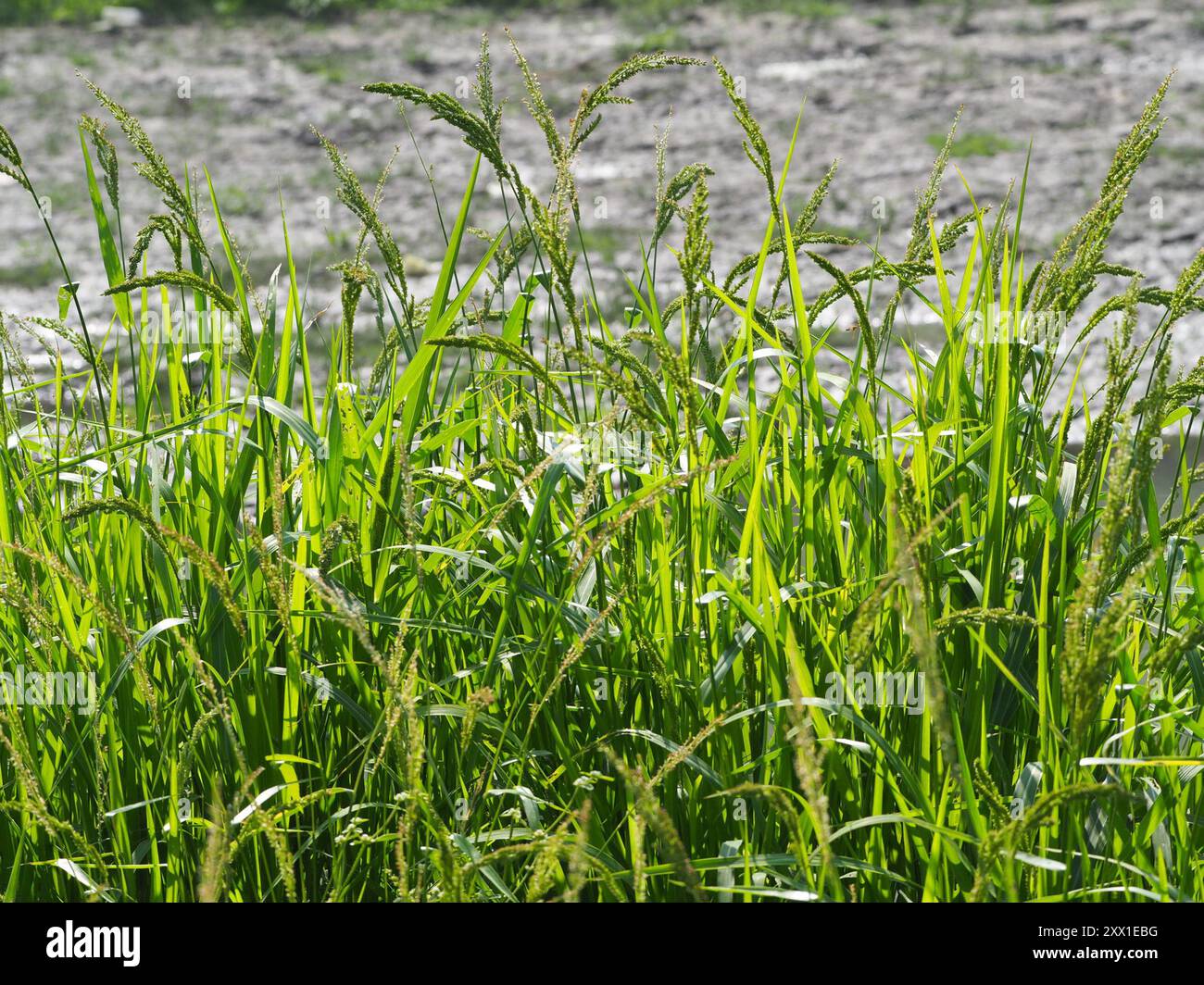 Jungle Rice (Echinochloa colonum) Plantae Stock Photo - Alamy