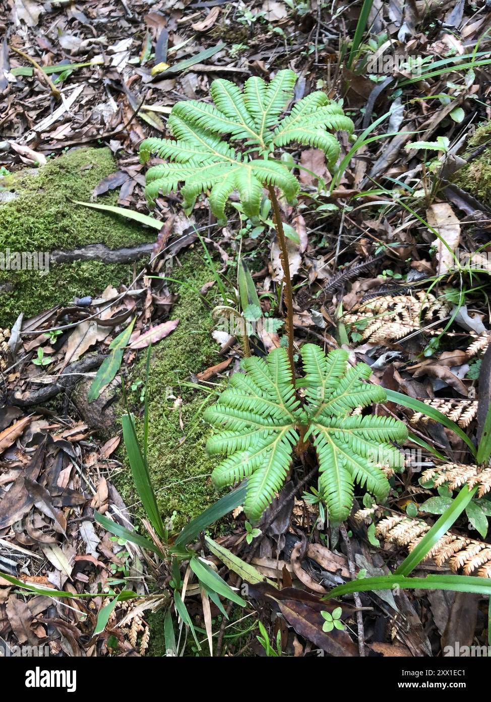Umbrella fern (Sticherus cunninghamii) Plantae Stock Photo - Alamy
