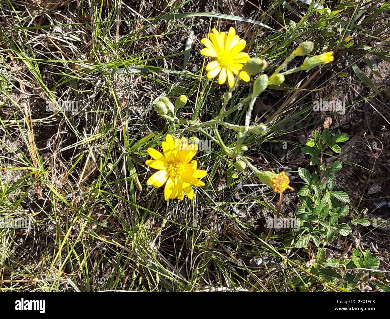 Silkgrasses (Pityopsis) Plantae Stock Photo - Alamy