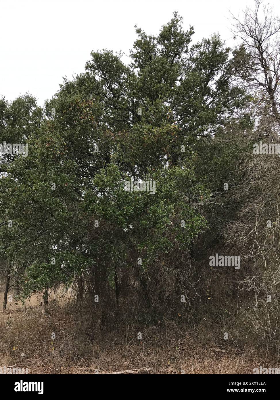 Texas live oak (Quercus fusiformis) Plantae Stock Photo - Alamy