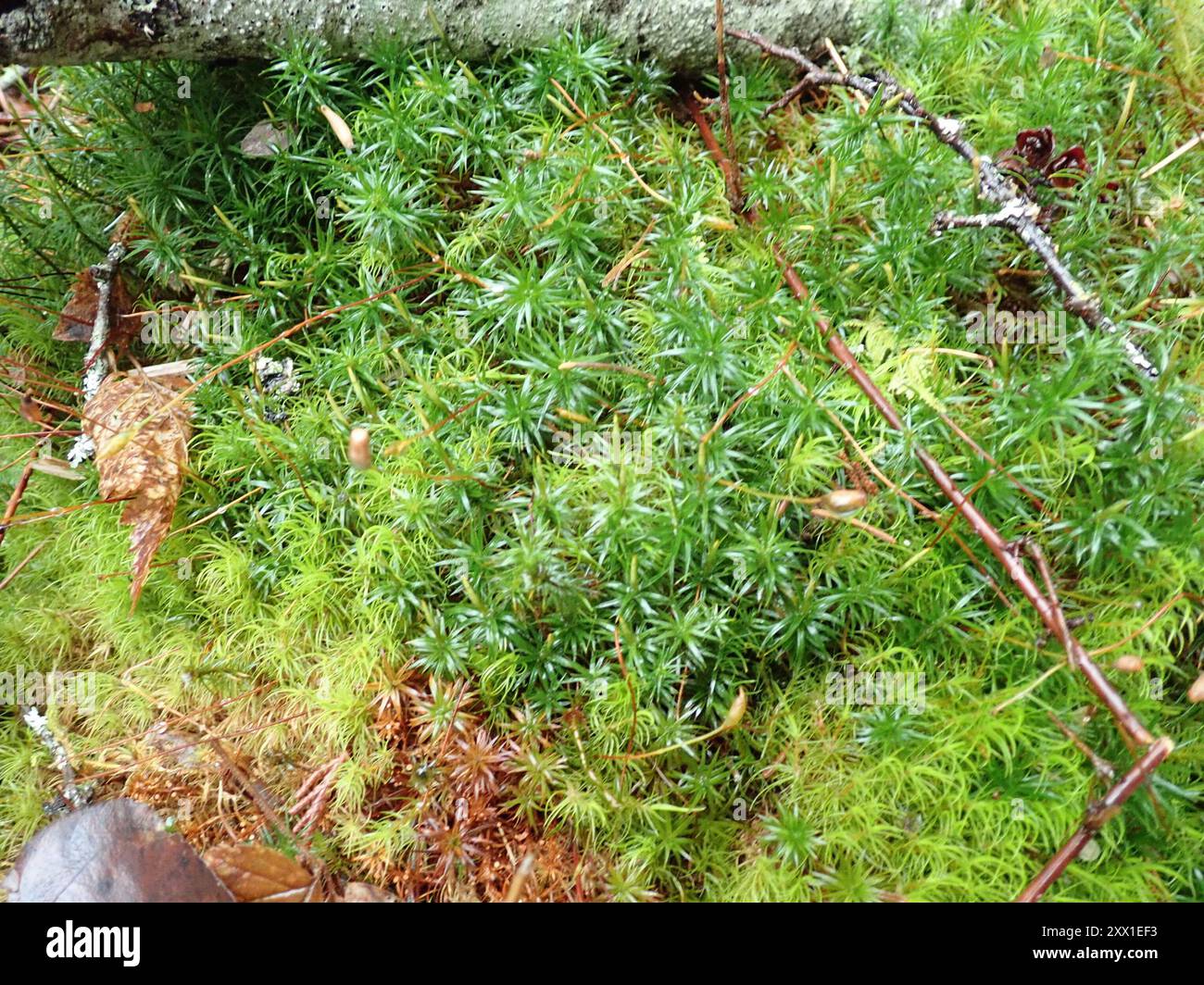 Alpine Haircap Moss (Polytrichastrum alpinum) Plantae Stock Photo - Alamy
