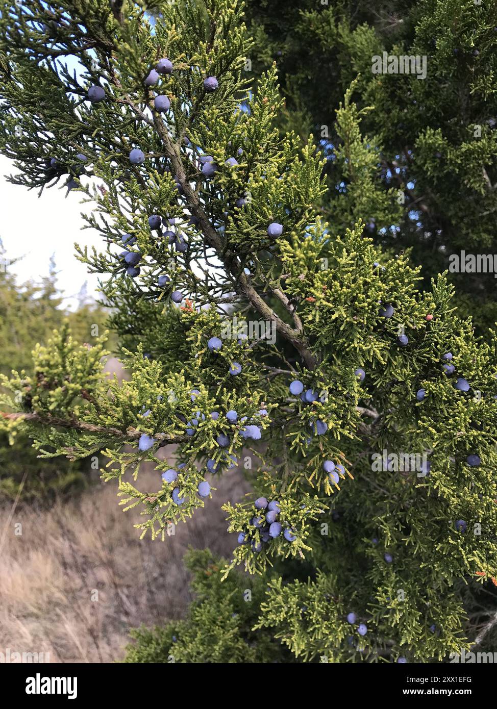 Ashe juniper (Juniperus ashei) Plantae Stock Photo - Alamy
