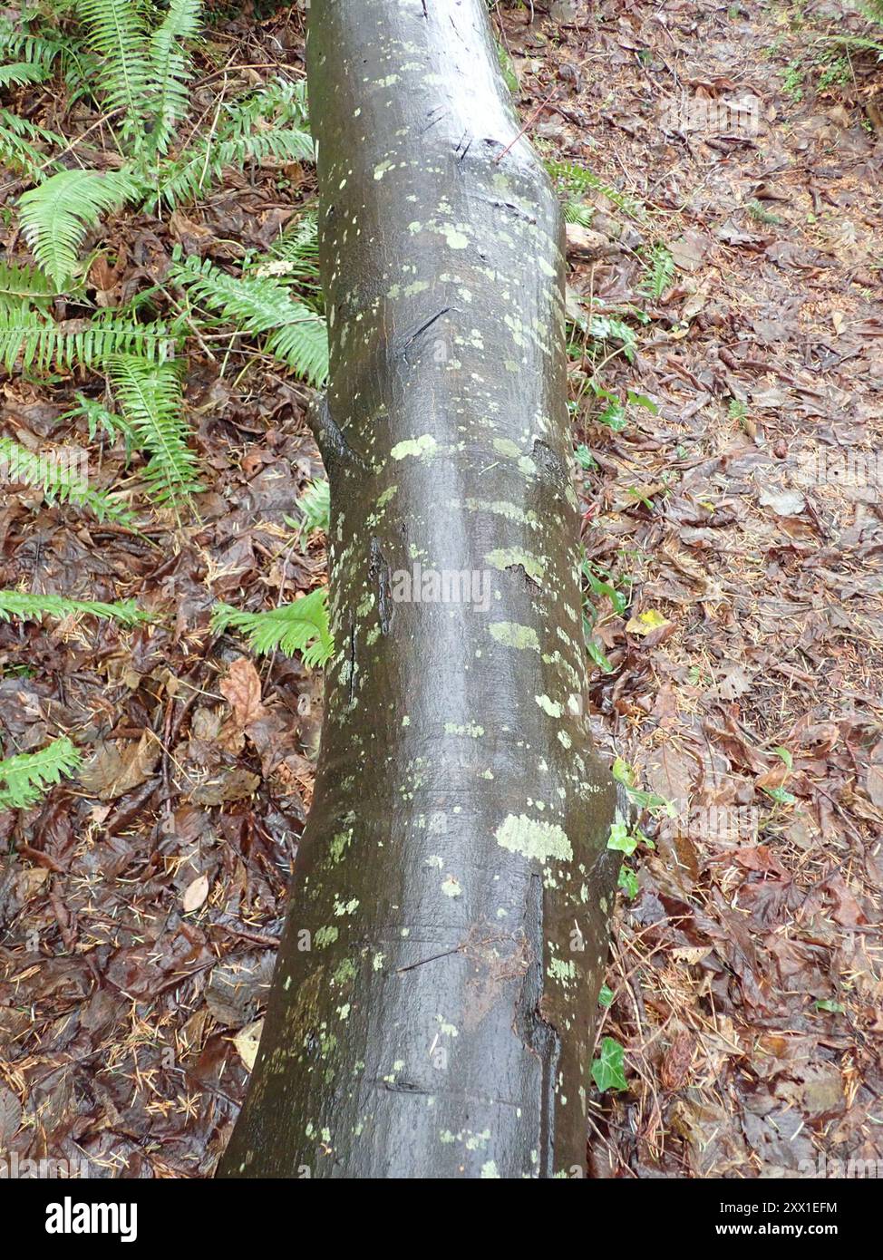 Red Alder (Alnus rubra) Plantae Stock Photo - Alamy