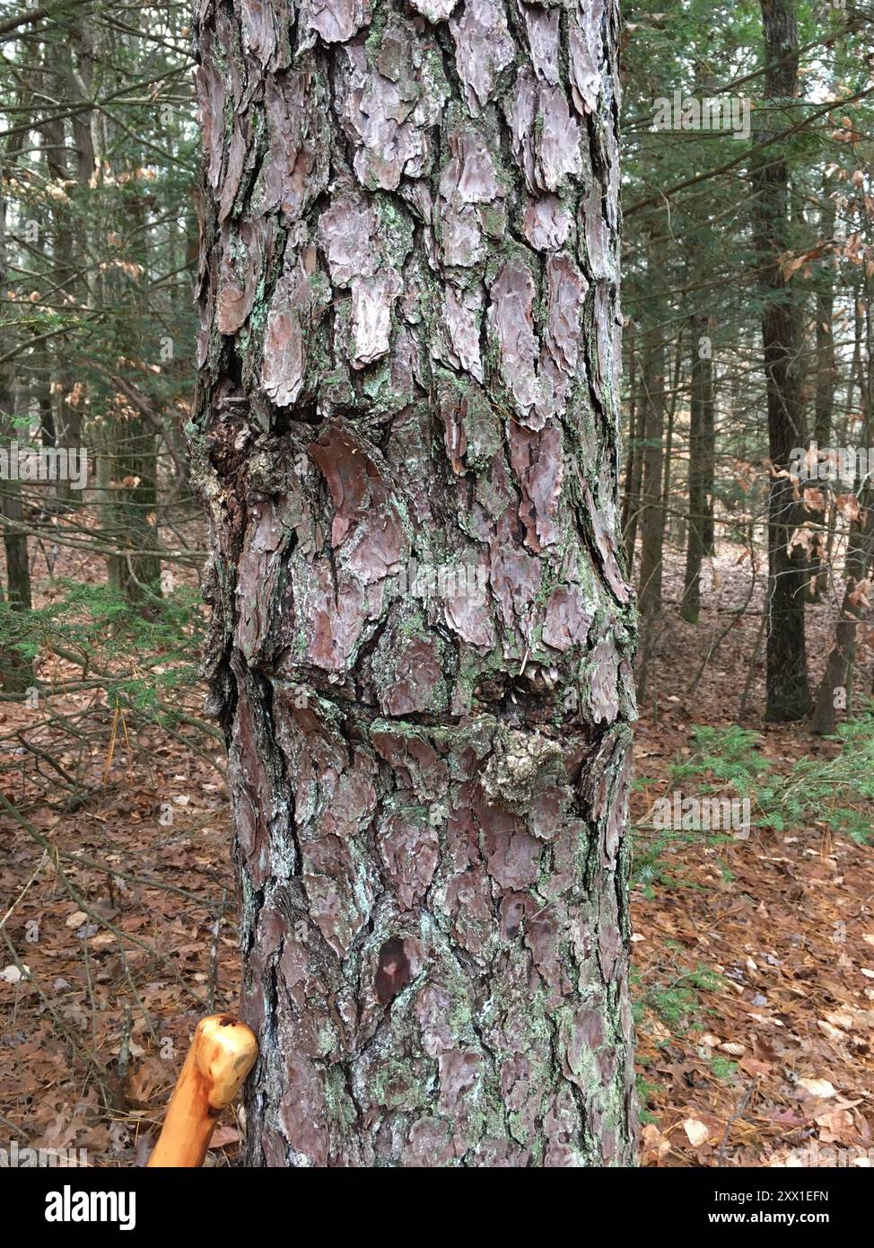 pitch pine (Pinus rigida) Plantae Stock Photo - Alamy