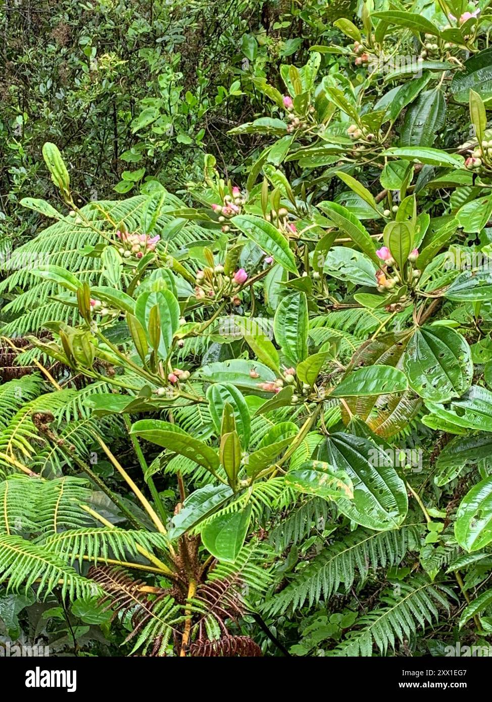 (Blakea subvaginata) Plantae Stock Photo - Alamy