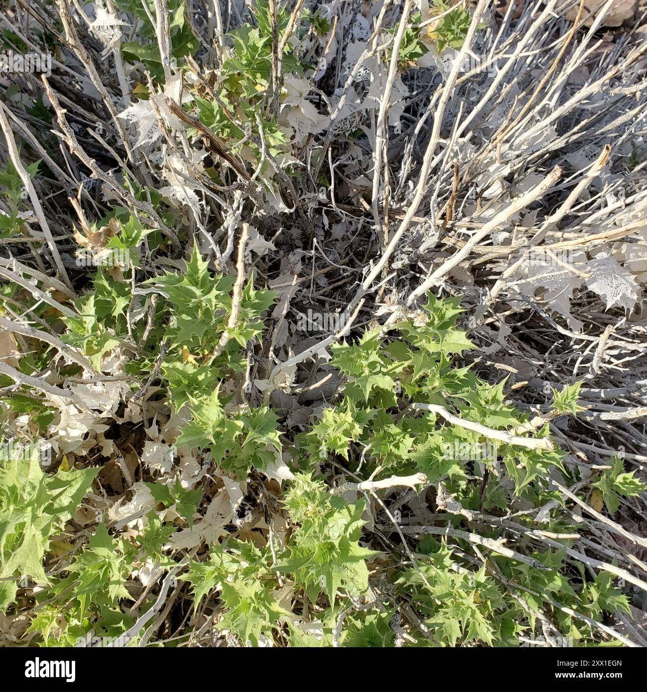 Holly-leaved Bursage (Ambrosia ilicifolia) Plantae Stock Photo - Alamy