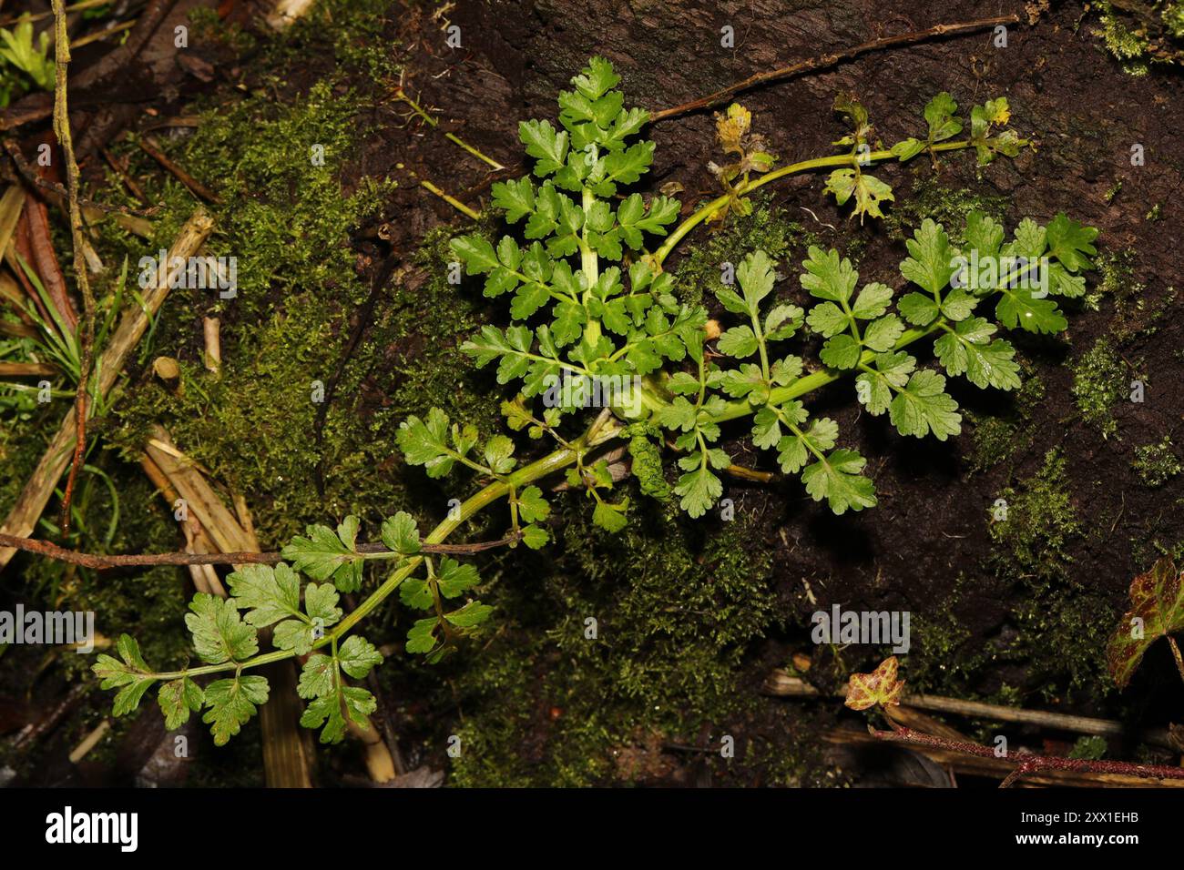 Hemlock Water-dropwort (Oenanthe crocata) Plantae Stock Photo - Alamy