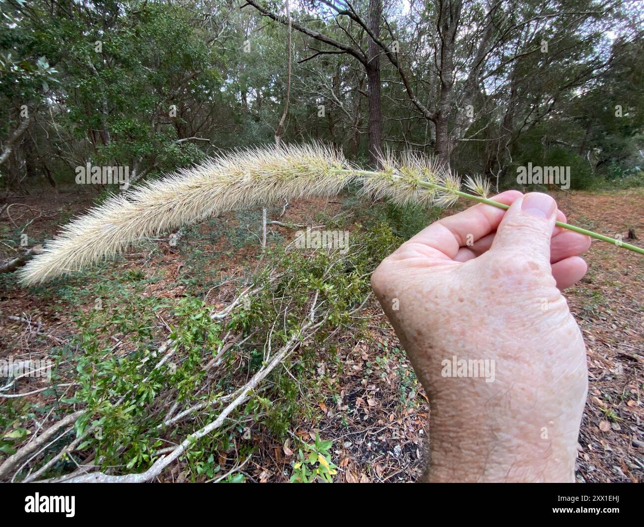Giant Bristlegrass (Setaria magna) Plantae Stock Photo - Alamy