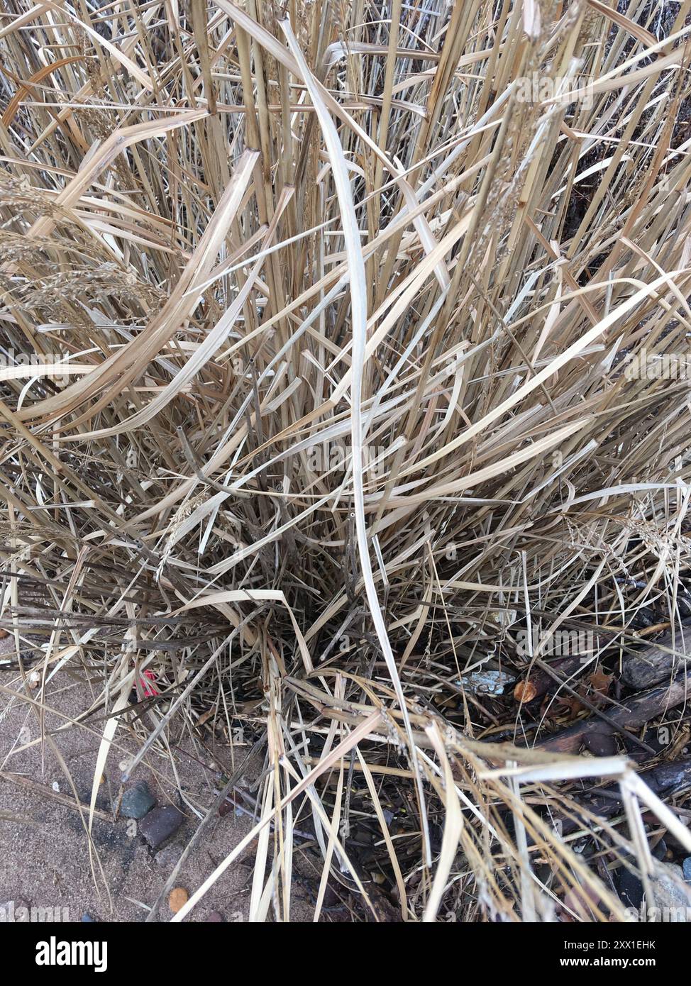 Bitter Panicgrass (Panicum amarum) Plantae Stock Photo - Alamy