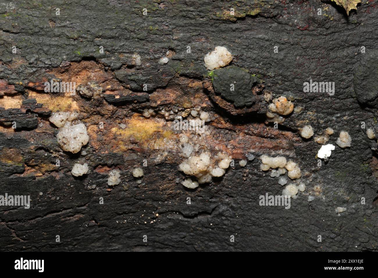 Crystal Brain Fungus (Myxarium nucleatum) Fungi Stock Photo - Alamy
