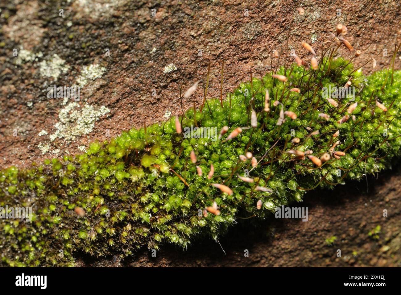 Capillary Thread-moss (Ptychostomum capillare) Plantae Stock Photo - Alamy
