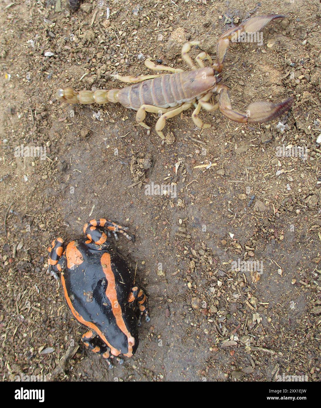 Red-Banded Rubber Frog (Phrynomantis bifasciatus) Amphibia Stock Photo ...