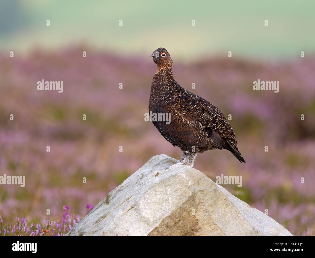 Red grouse, Lagopus lagopus scotica, single bird on rock in flowering ...