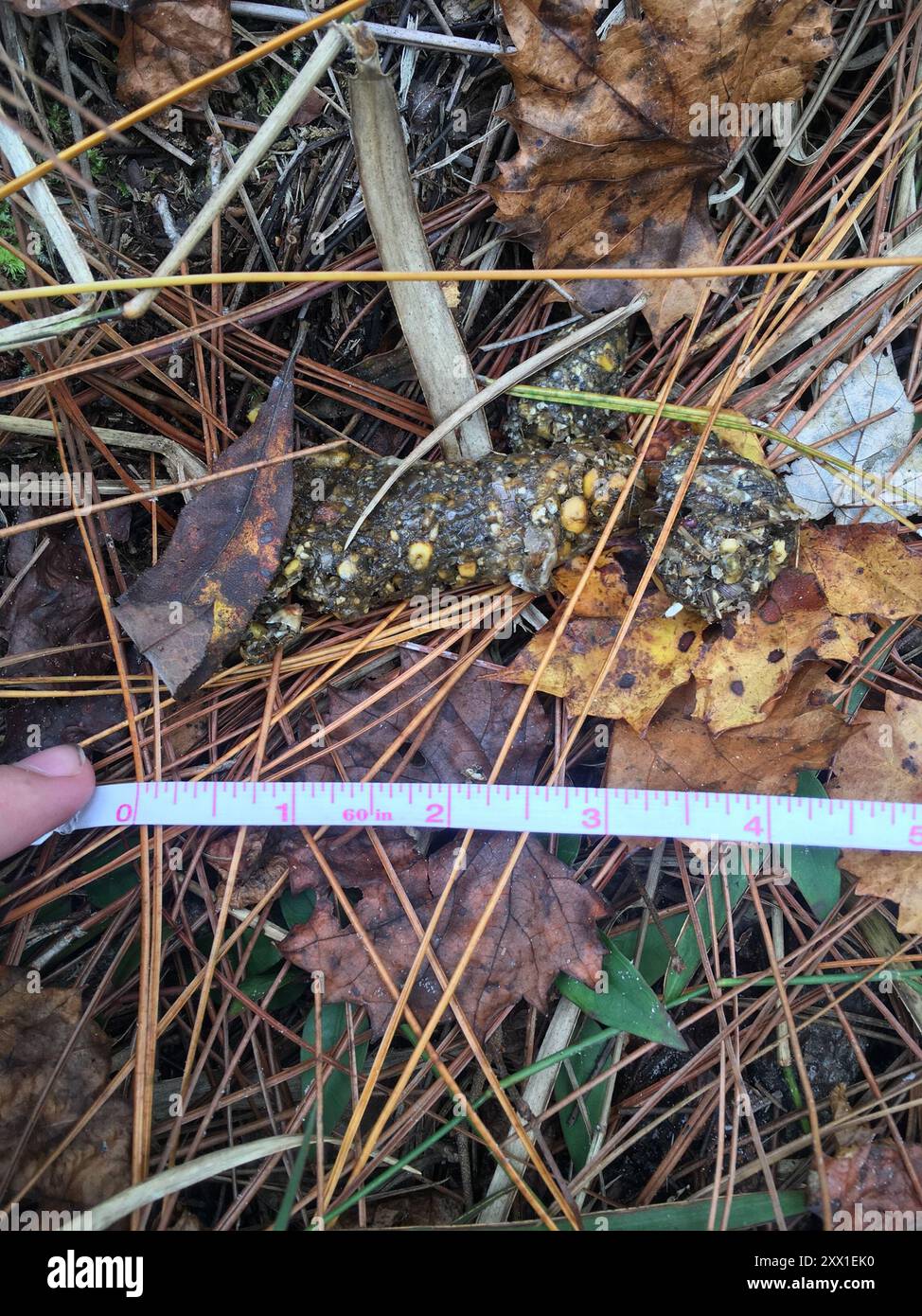 Carnivorans (Carnivora) Mammalia Stock Photo - Alamy