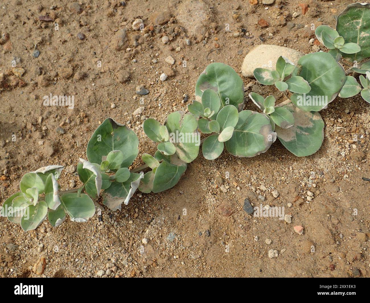 Beach Vitex (Vitex rotundifolia) Plantae Stock Photo - Alamy