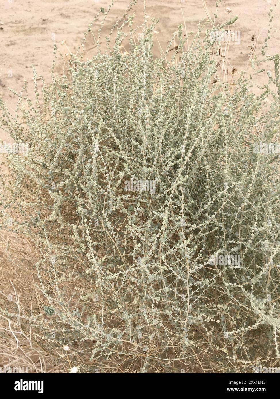 Cattle Saltbush (Atriplex polycarpa) Plantae Stock Photo - Alamy
