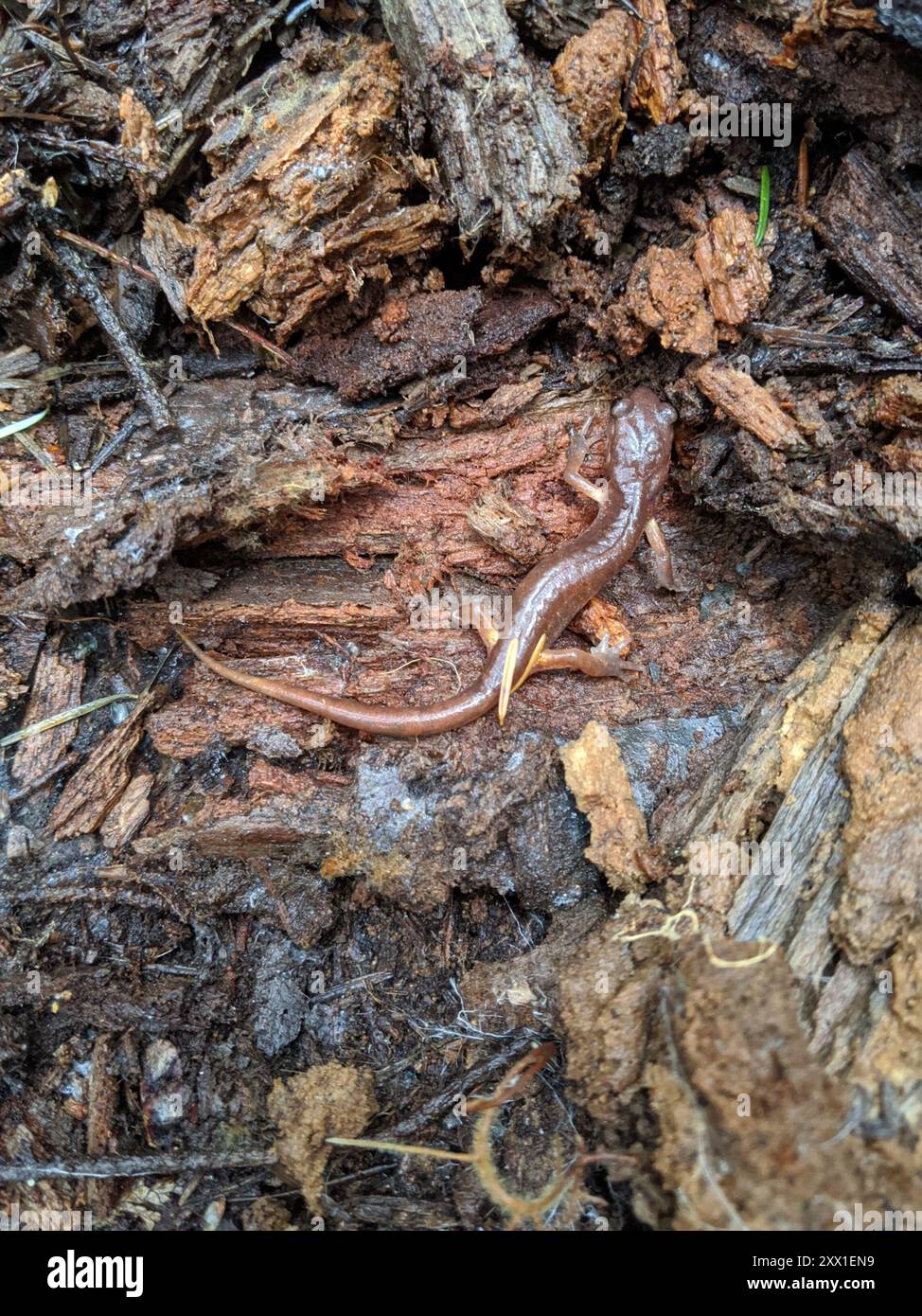 Ensatina (Ensatina eschscholtzii) Amphibia Stock Photo - Alamy