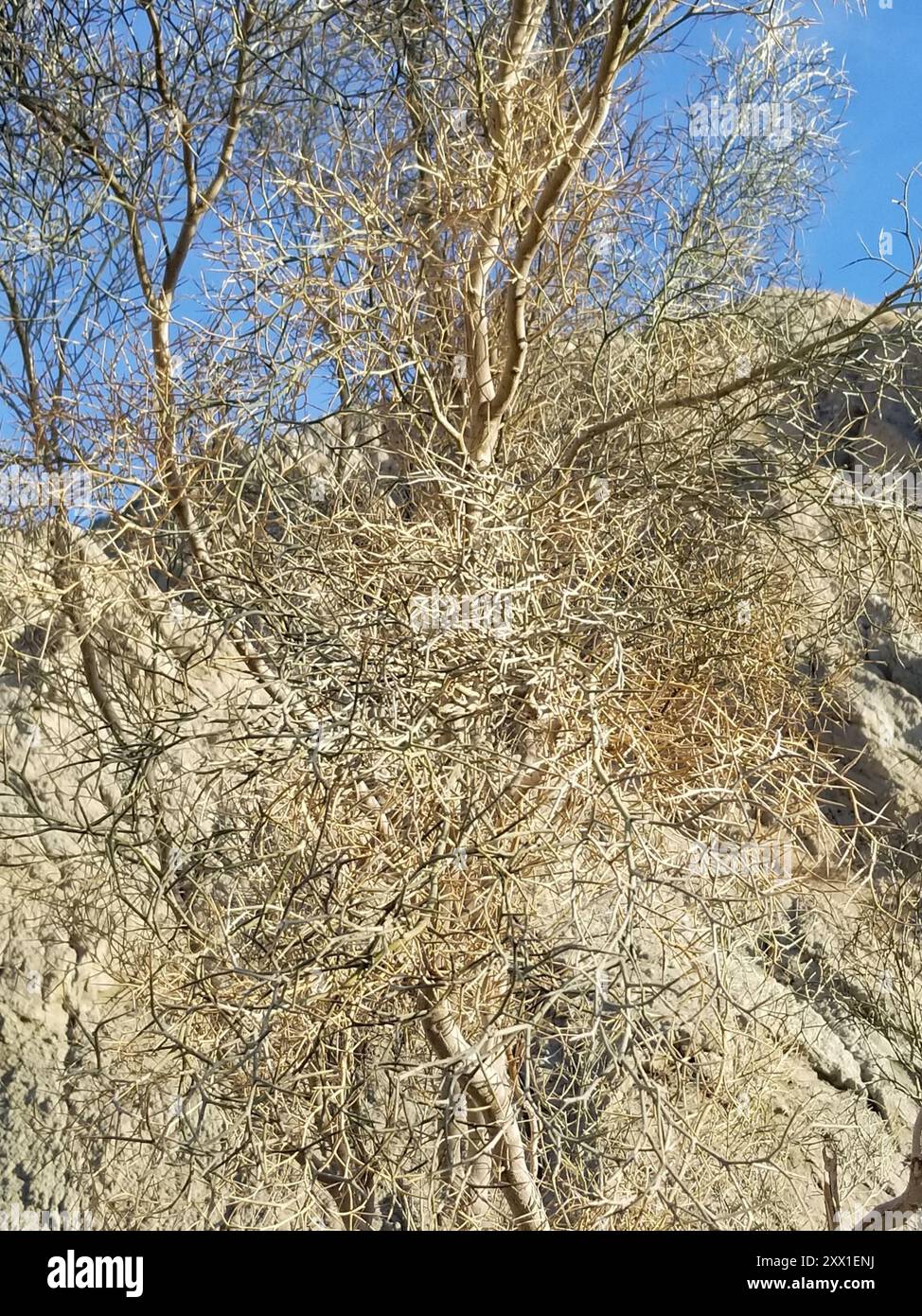 Smoke Tree (Psorothamnus spinosus) Plantae Stock Photo - Alamy