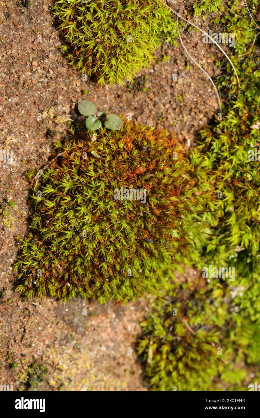 Wall Screw-moss (Tortula muralis) Plantae Stock Photo - Alamy
