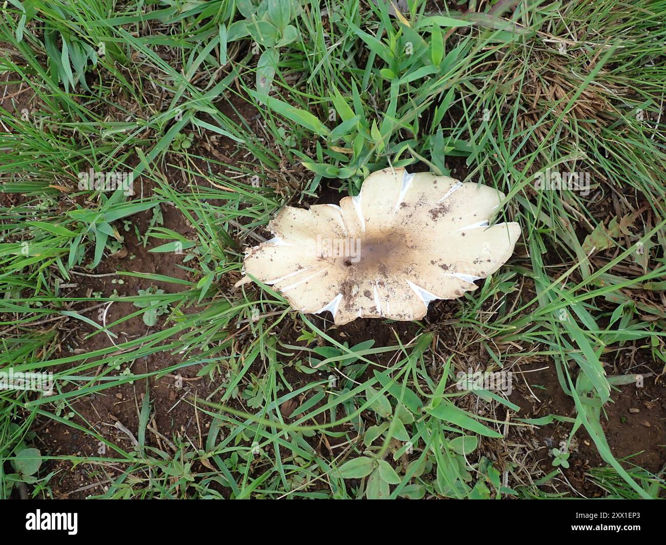 Beefsteak Termite Mushroom (Termitomyces umkowaan) Fungi Stock Photo ...