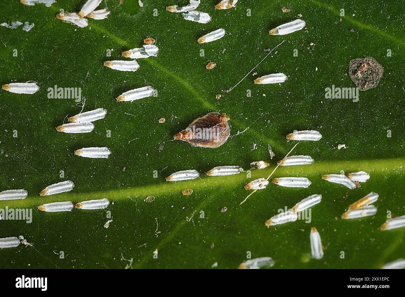Euonymus Scale (Unaspis euonymi) Insecta Stock Photo - Alamy