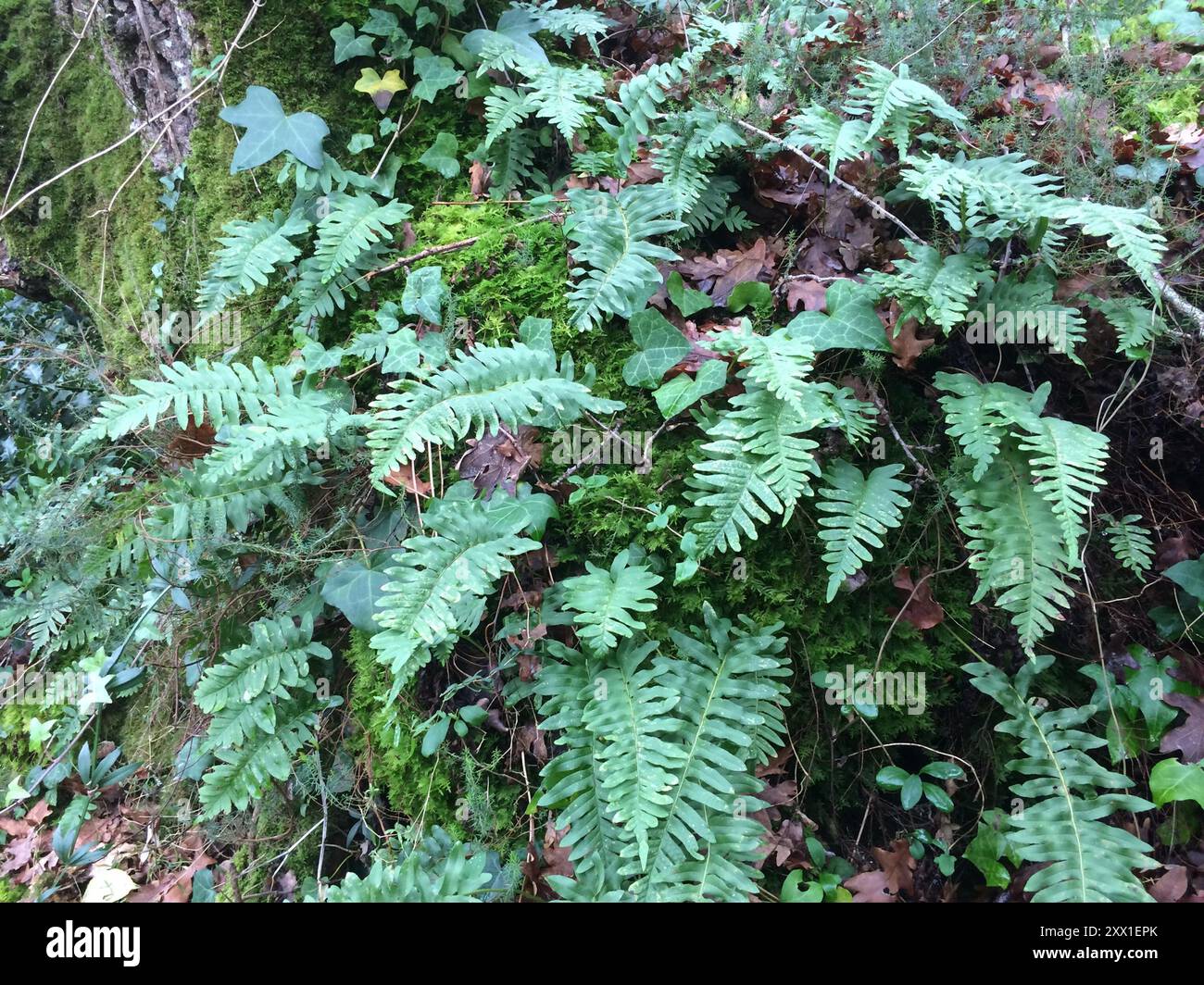 polypody ferns (Polypodium) Plantae Stock Photo - Alamy