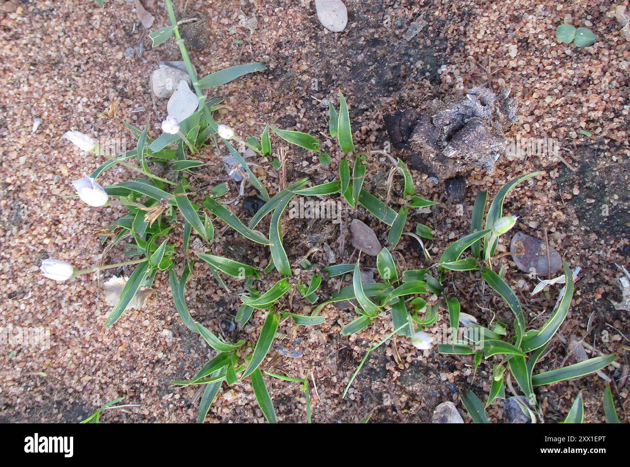 (Xerophyta humilis) Plantae Stock Photo - Alamy