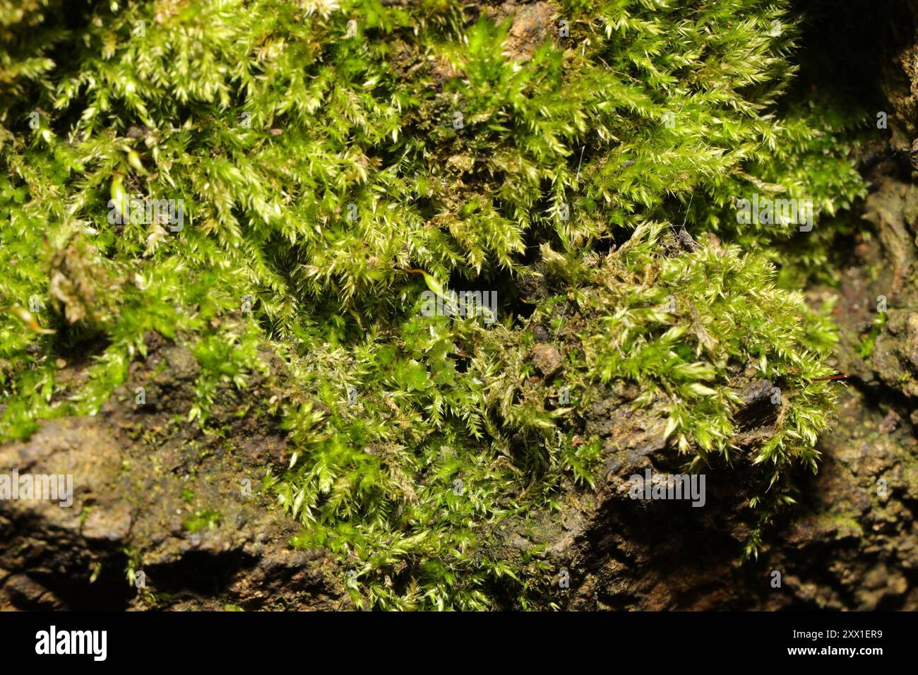 Capillary Thread-moss (Ptychostomum capillare) Plantae Stock Photo - Alamy