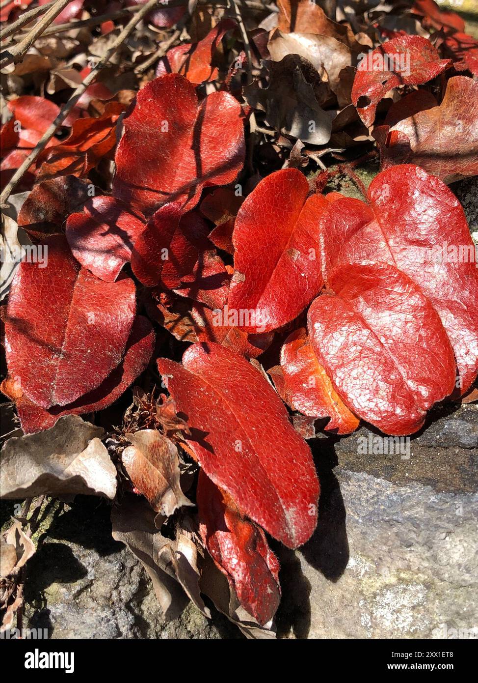 trailing arbutus (Epigaea repens) Plantae Stock Photo - Alamy
