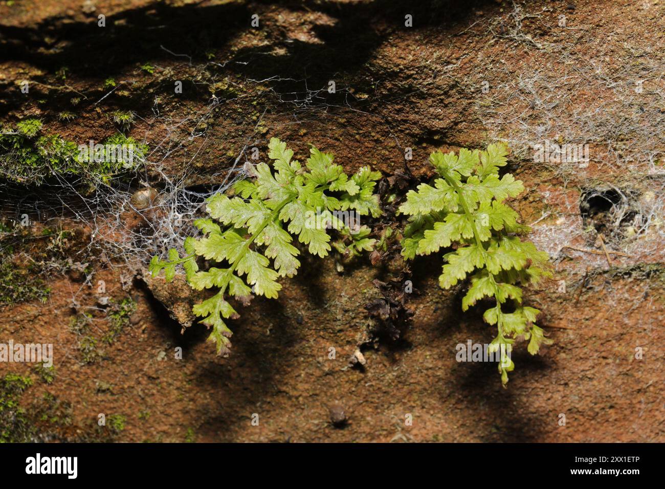 ferns (Polypodiopsida) Plantae Stock Photo - Alamy