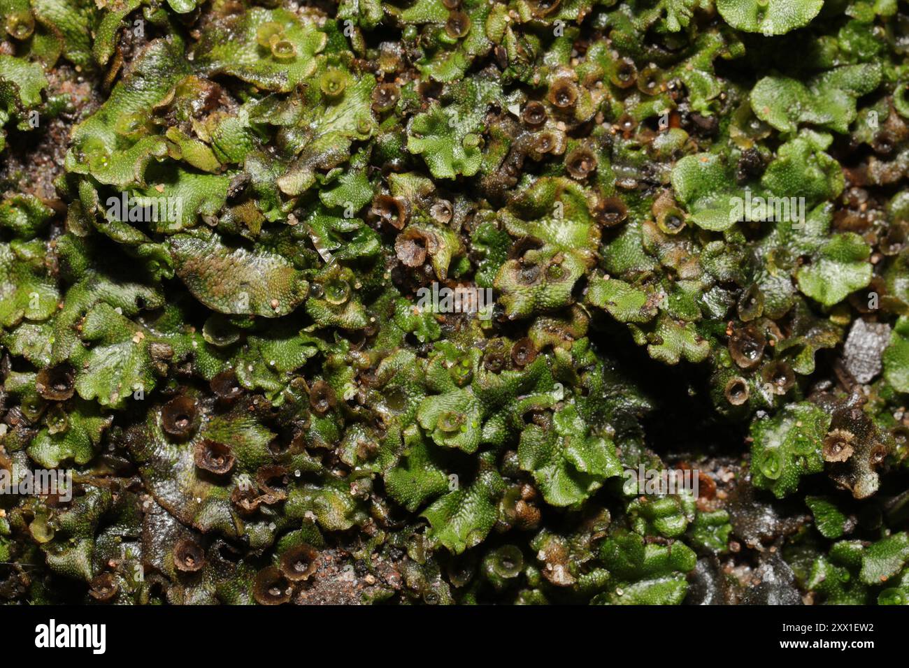 Common Liverwort (Marchantia polymorpha) Plantae Stock Photo - Alamy