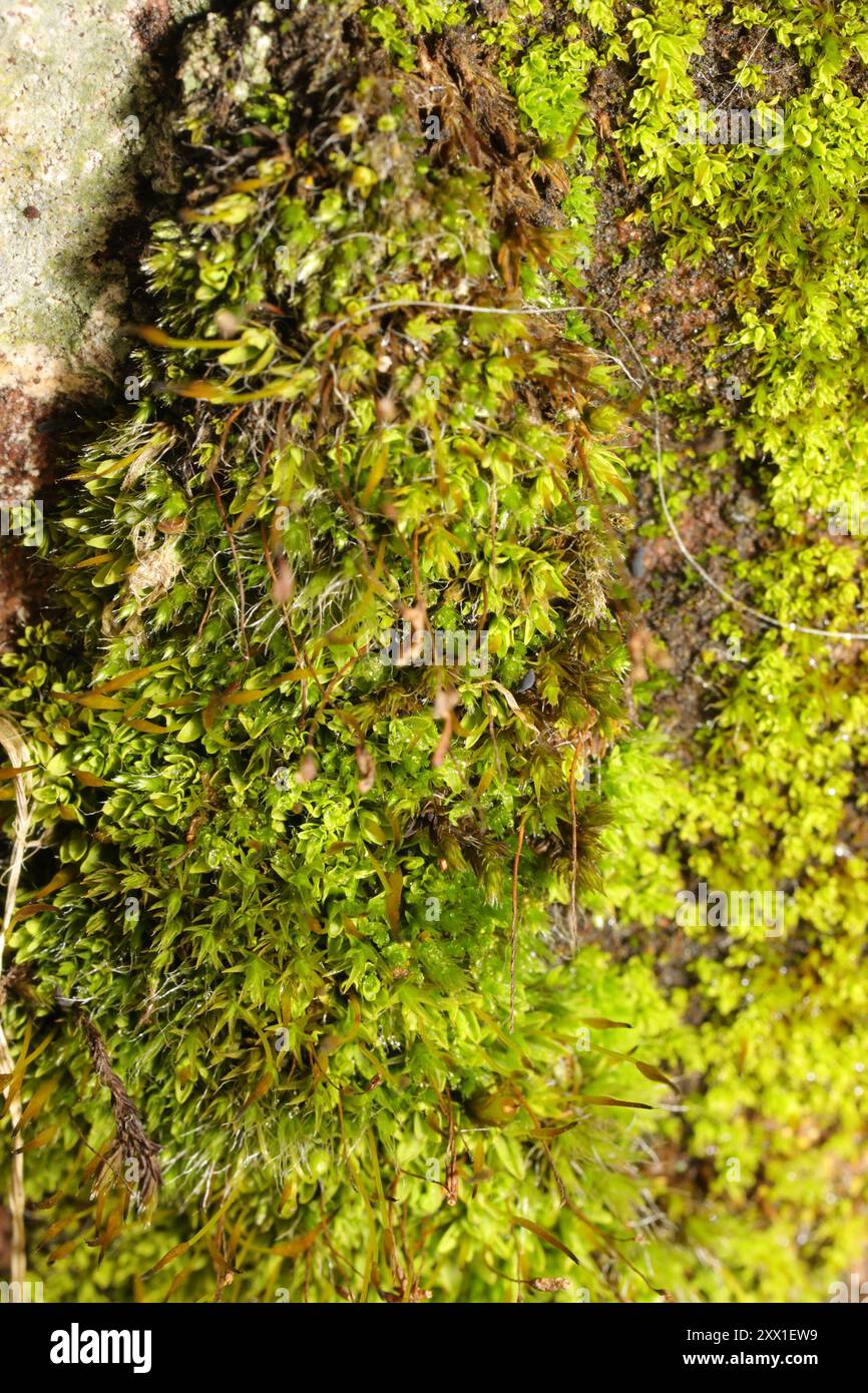 Wall Screw-moss (Tortula muralis) Plantae Stock Photo - Alamy
