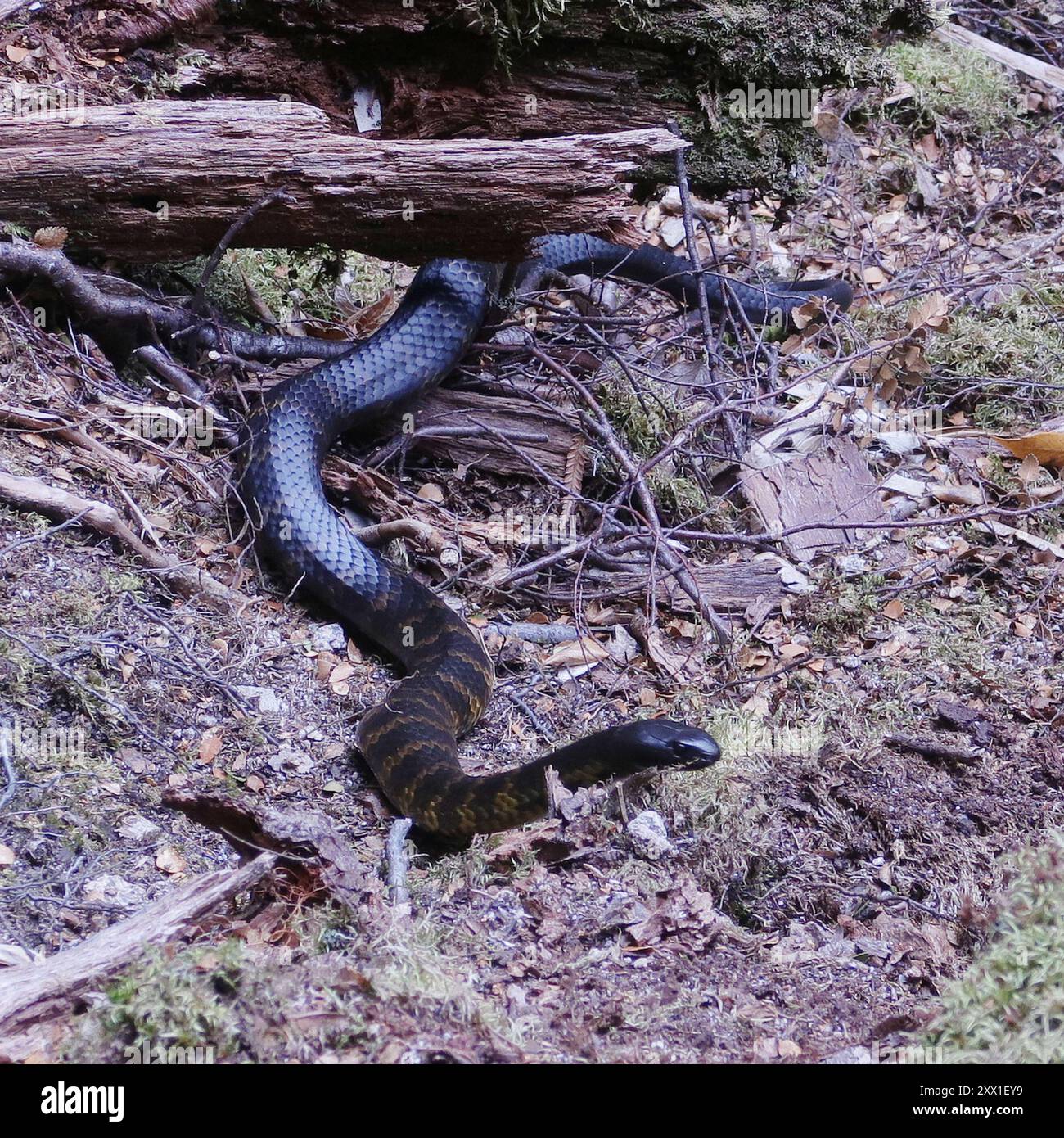 Tiger Snake (Notechis scutatus) Reptilia Stock Photo - Alamy