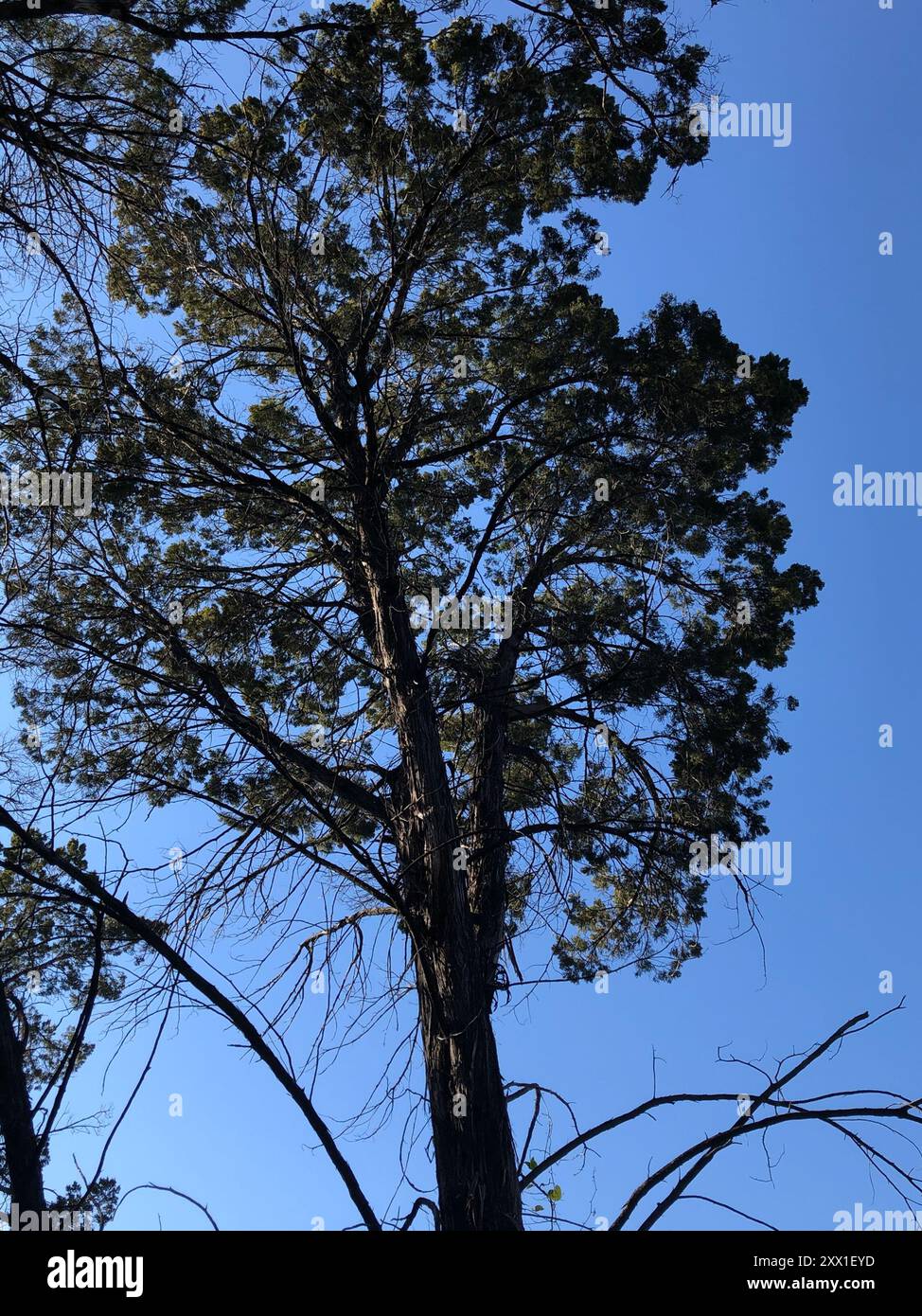 conifers (Pinales) Plantae Stock Photo - Alamy
